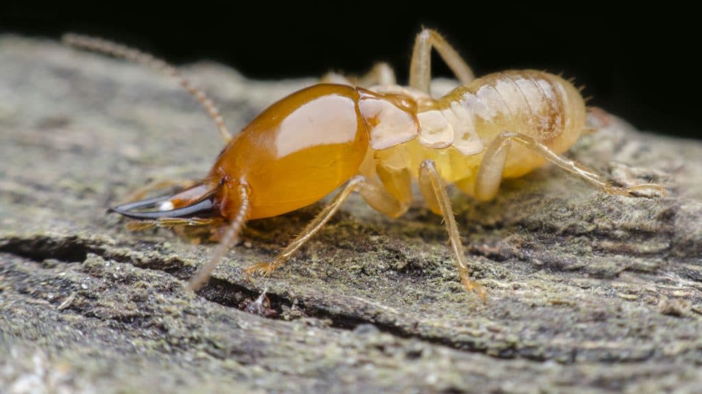 Termites: How to get rid of drywood termites? | MABI USA