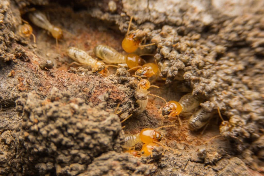Termites in the USA | MABI USA - Termite control equipment
