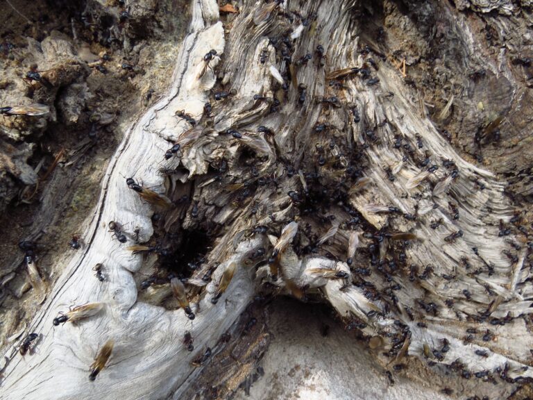 CARPENTER ANTS: IDENTIFY THEM TO GET RID OF THEM - MABI USA