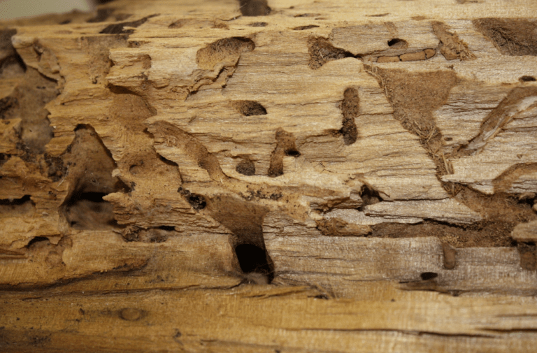 Carpenter Ants - Wood destroying organisms | MABI USA