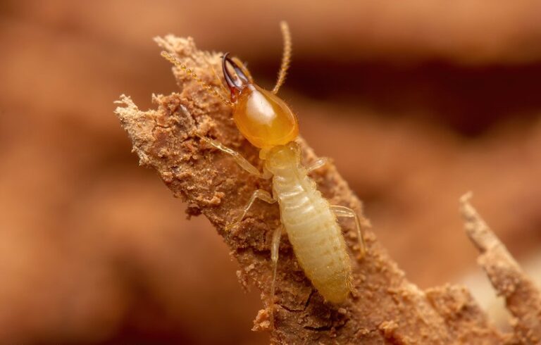 Formosan termites - Wood destroying organisms | MABI USA