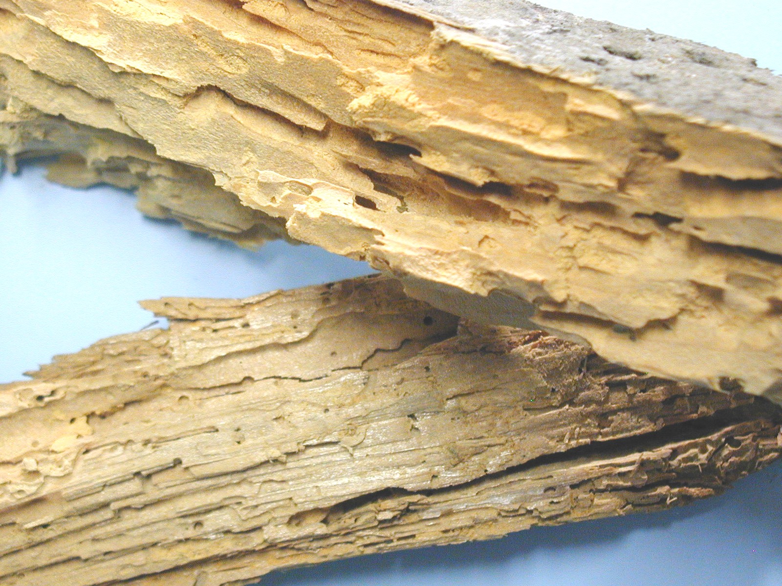 Wood-Decay Fungi - Wood destroying organisms | MABI USA