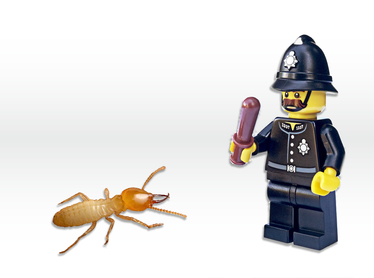 How to Start a Termite & Pest Control Company - MABI USA